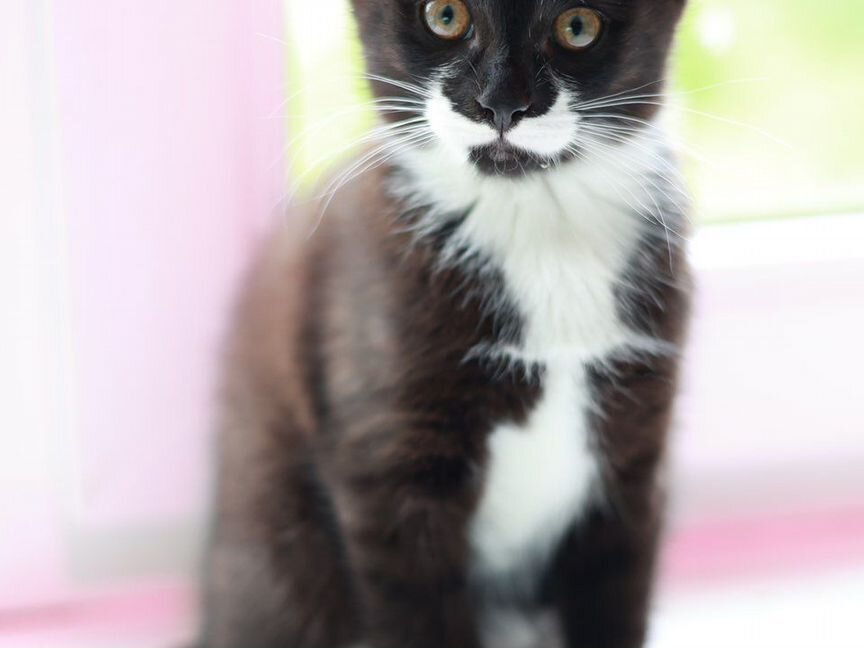 Котенок в дар бесплатно