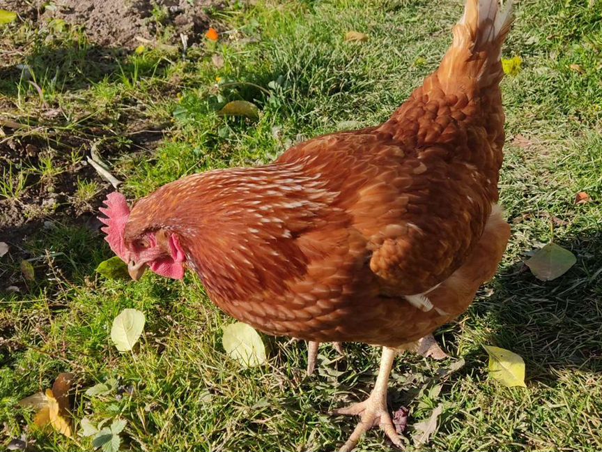 Куры несушки