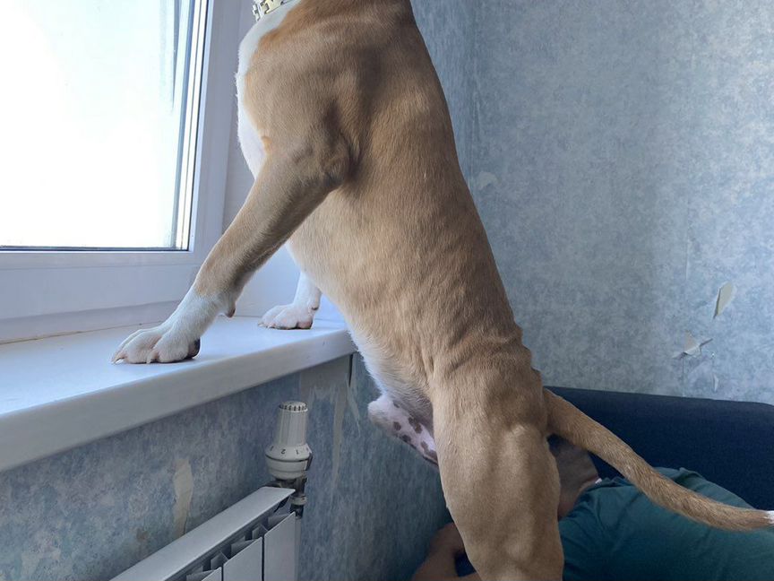 Стаффорд вязка