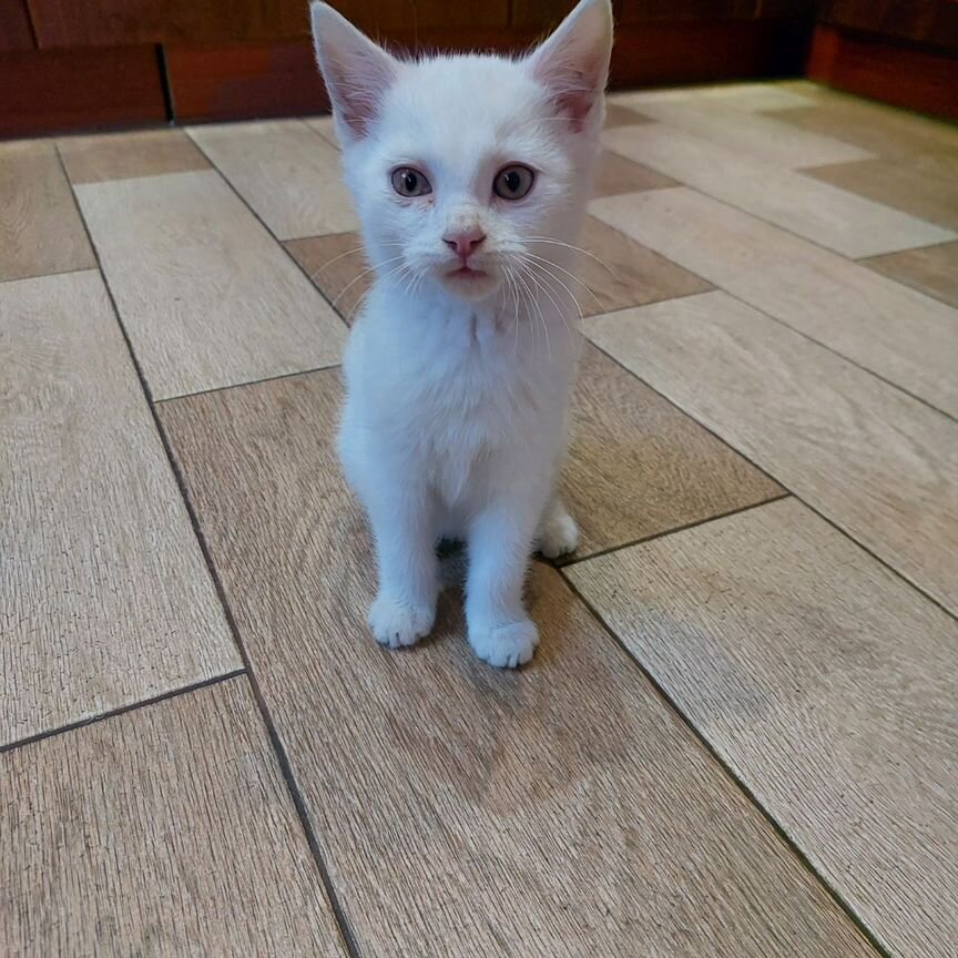 Отдам в добрые руки котят и кошку