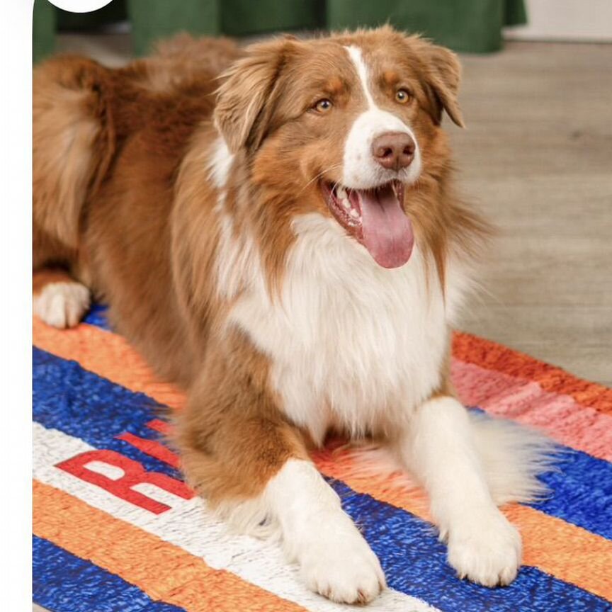 Охлаждающий мат для животных