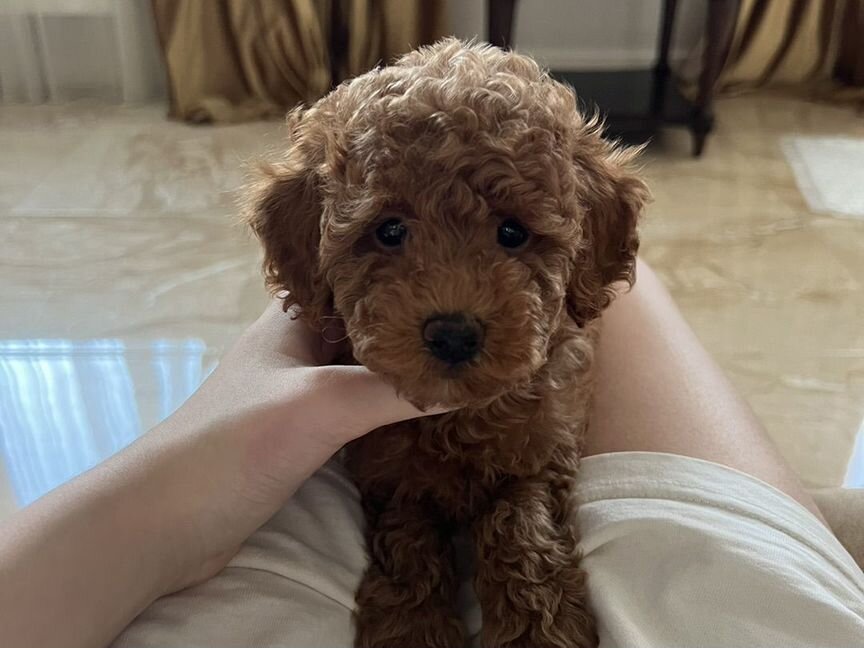 Щенки той-пудель mini