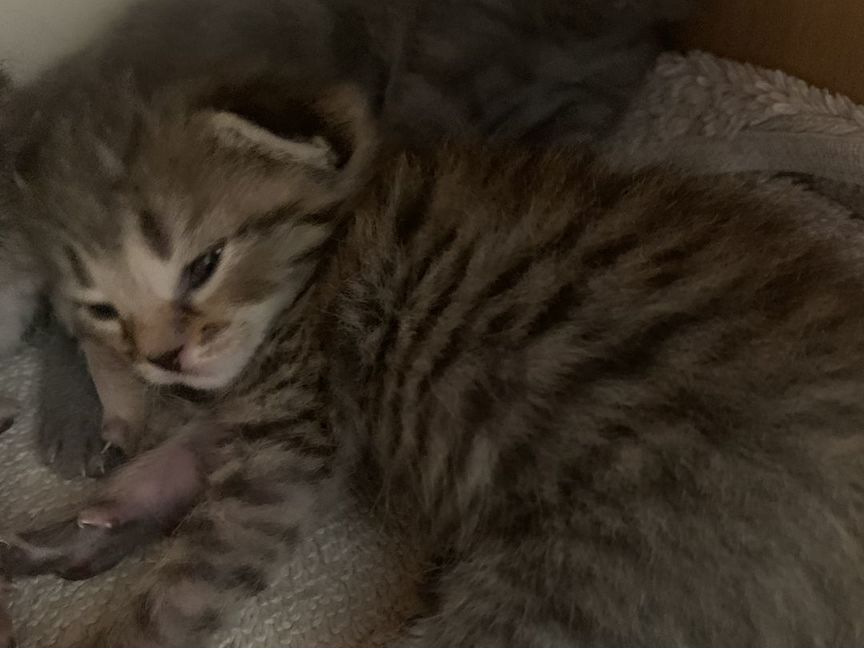 Котята в добрые руки