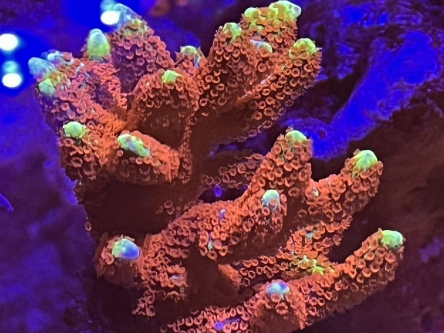 Морские кораллы