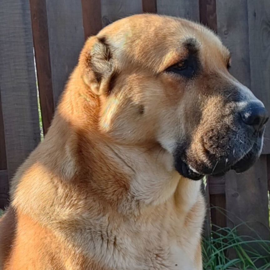 Среднеазиатская овчарка, взрослый пёс