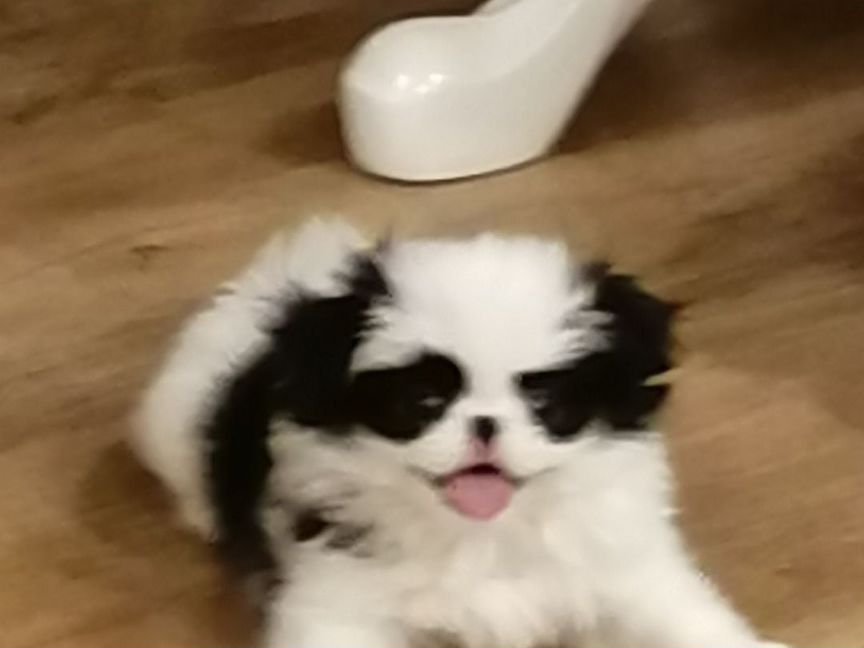 Яончики хинлчки