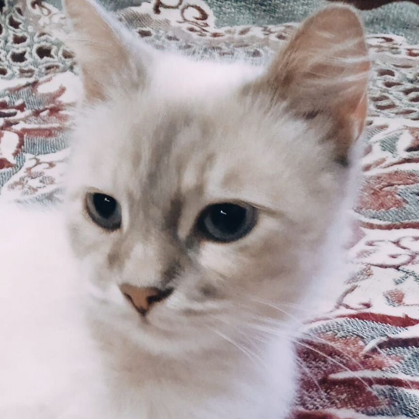 Кошку выкинули на рынке