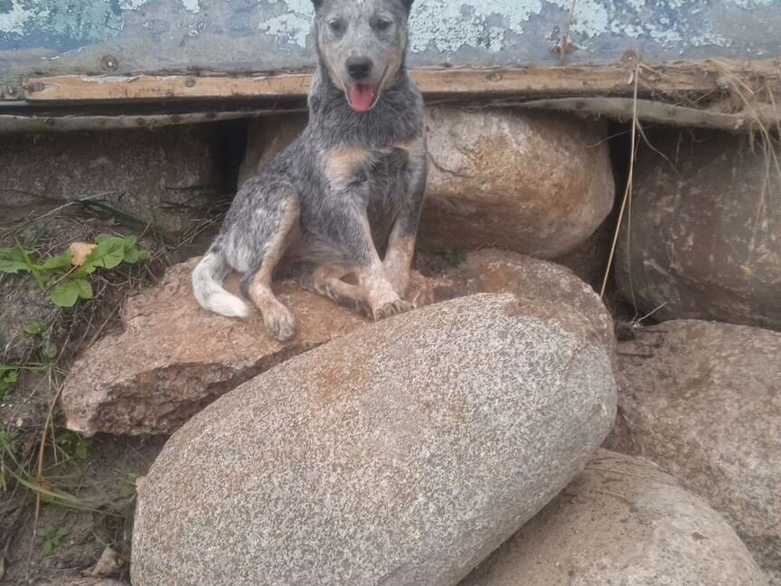 Австролийский хилер