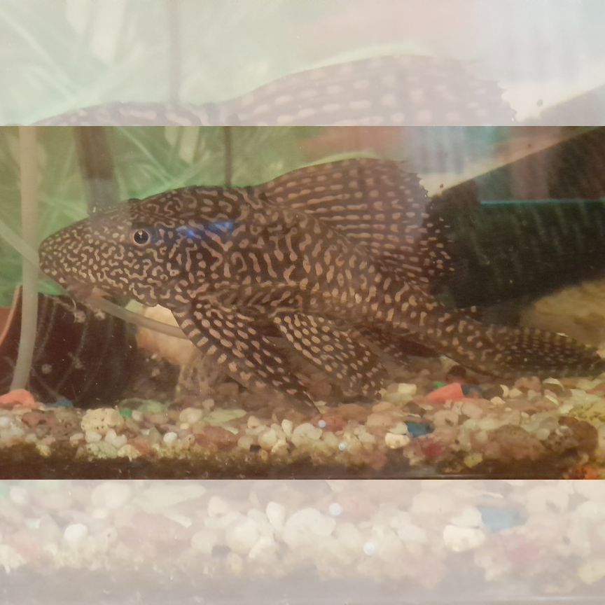 Сом обмен на гуппи