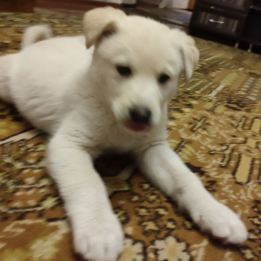 Щенок в добрые руки