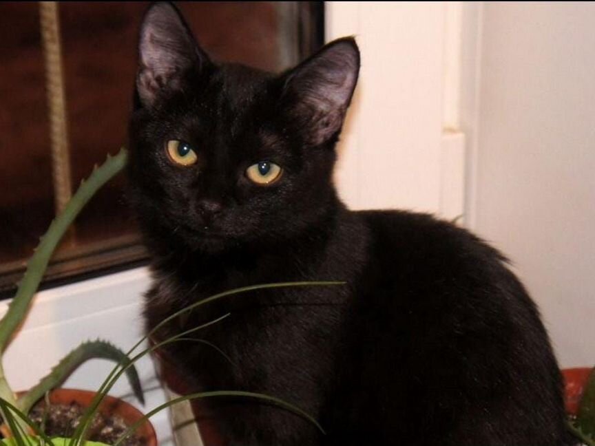 Чудесный черный котенок