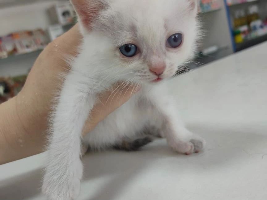 Котенок