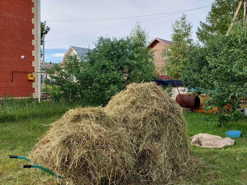 Продам сено