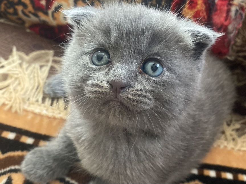 Британец котики(мальчишки)