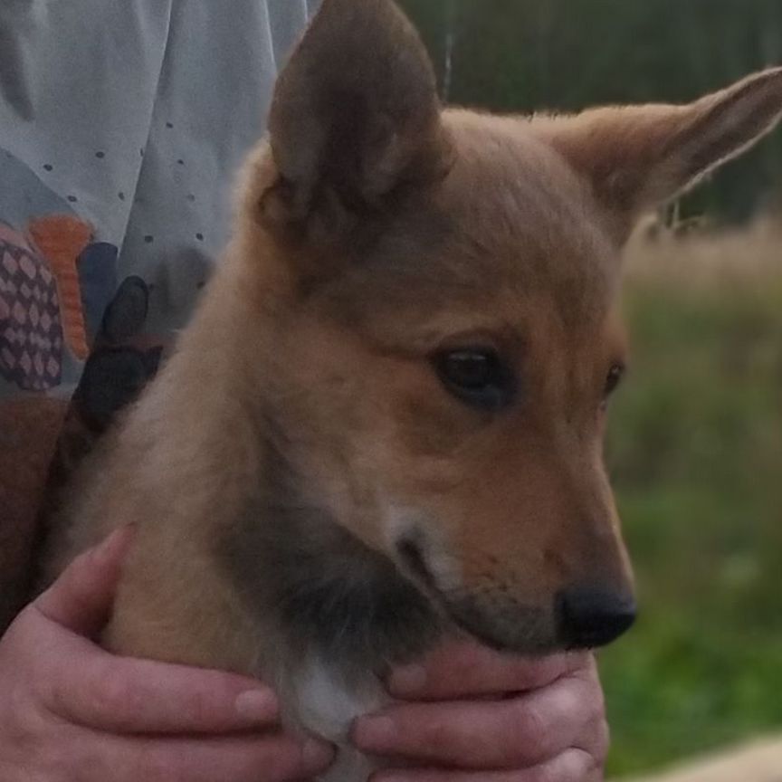 Щенок в добрые руки бесплатно