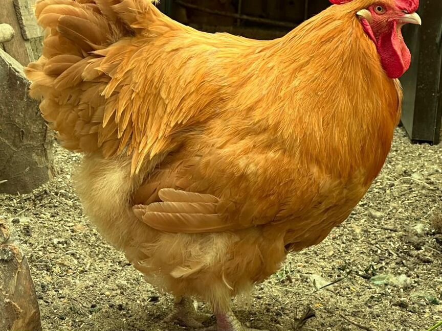 Куры и петухи