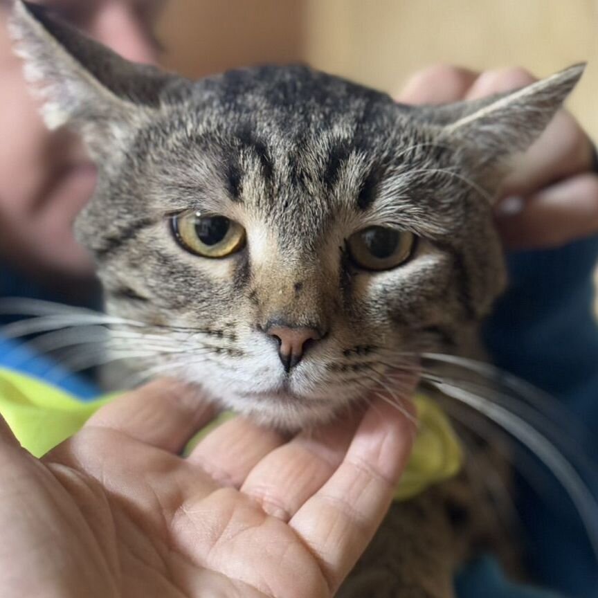 Котик с грустными глазами