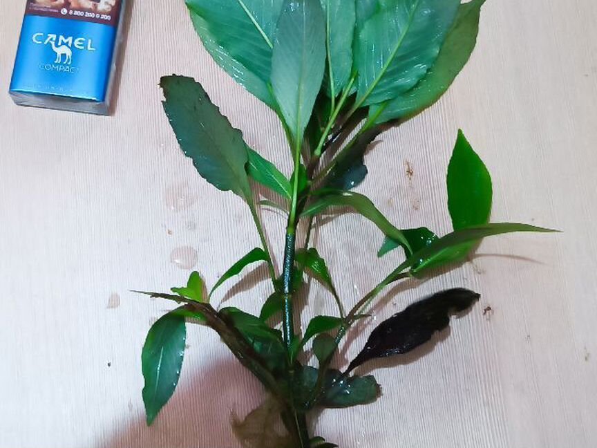 Лимонник Ампулярии. Акулий балу