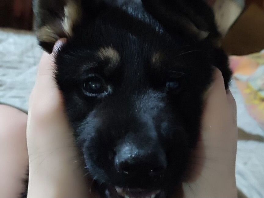 Немецкая овчарка