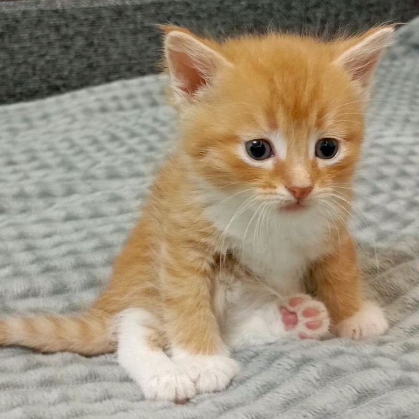 Котёнок от частного владельца