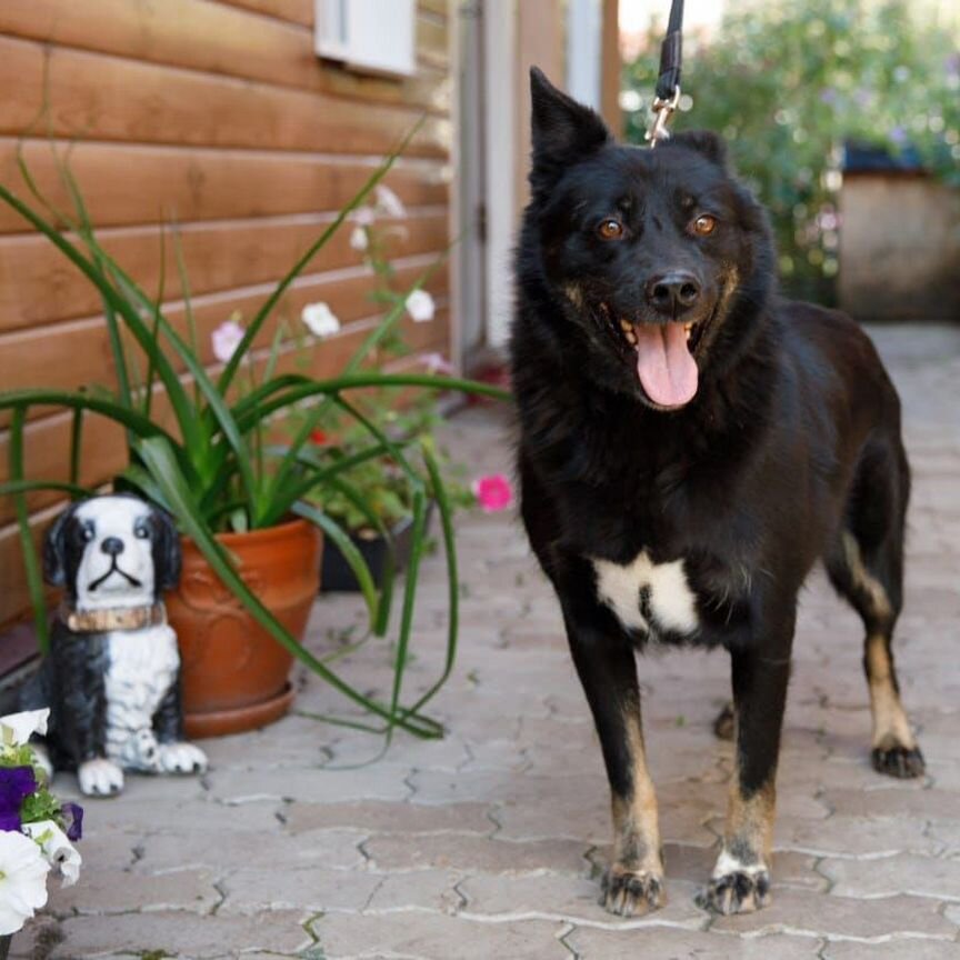 Собака в добрые руки