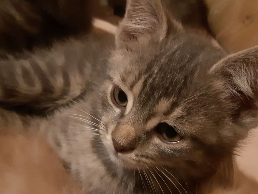 Котятки в добрые руки