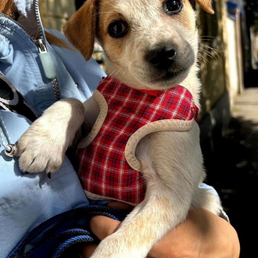 Руна ищет дом