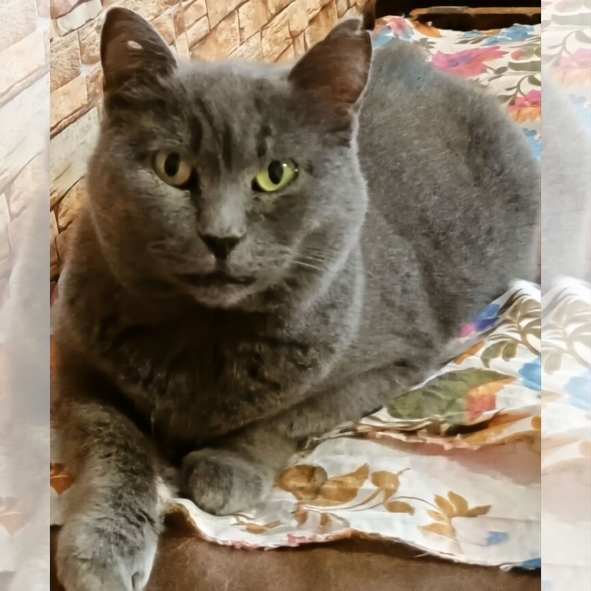 Взрослая кошка в добрые руки