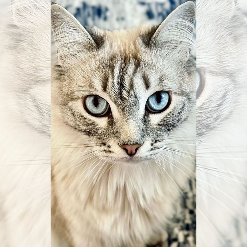 Невская маскарадная кошка, взрослая