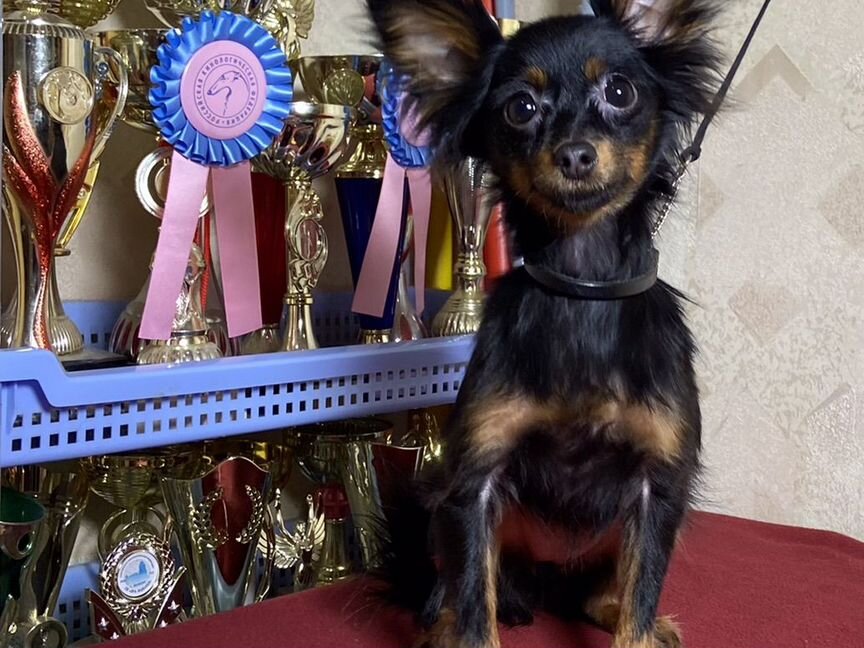 Той девочка