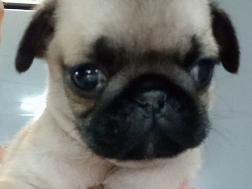 Щенки мопса