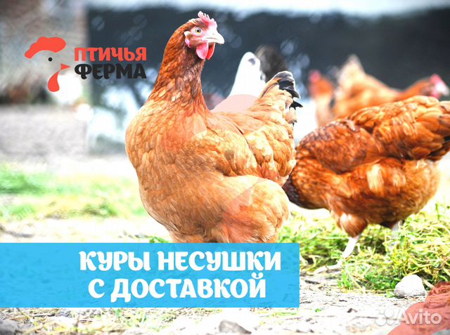 Куры несушки