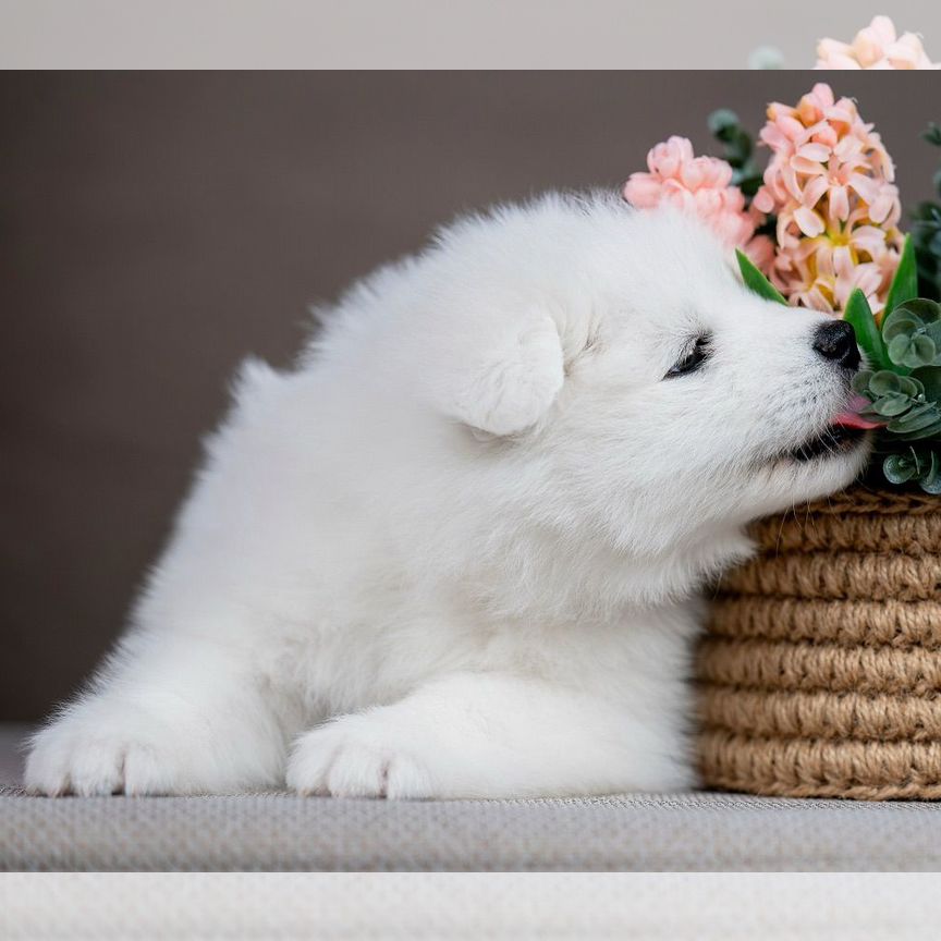 Самоедская собака, щенок