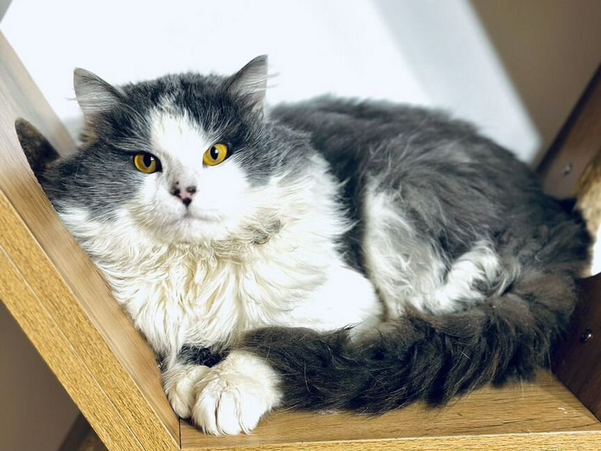 Котик кастрированный