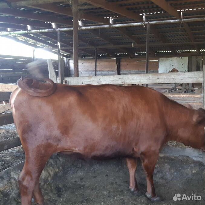 Продается тёлочка