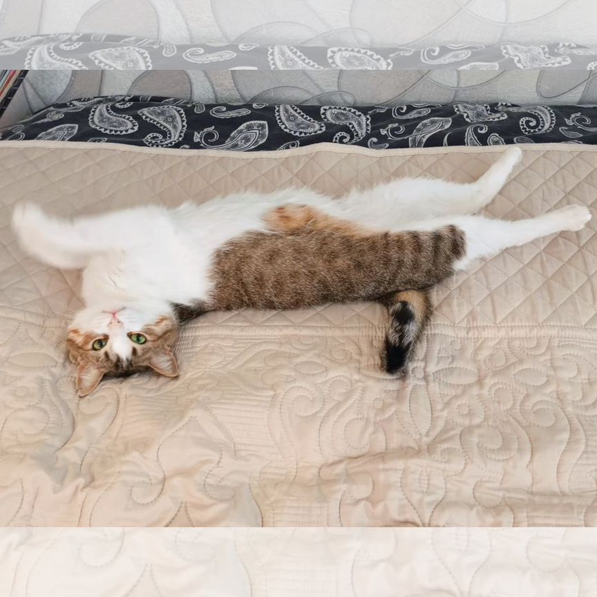 Котик Филя