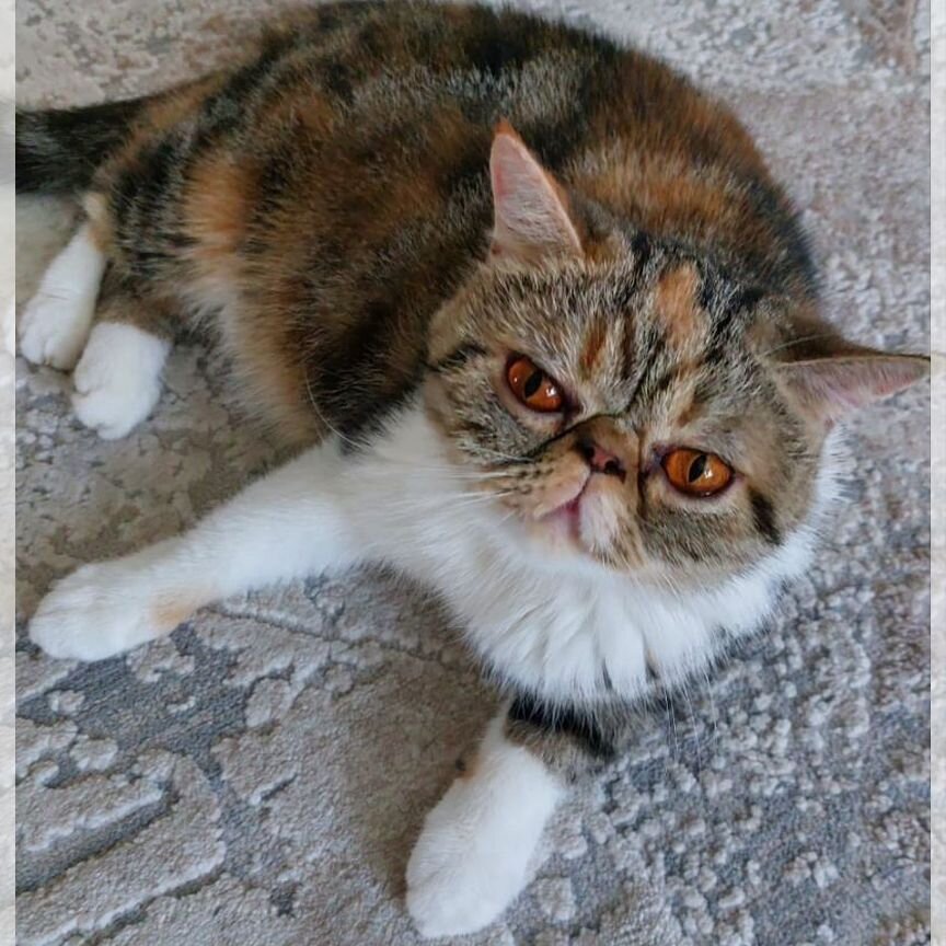 Экзотические кошка отдам