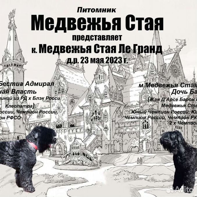 Щенок Русского Чёрного Терьера