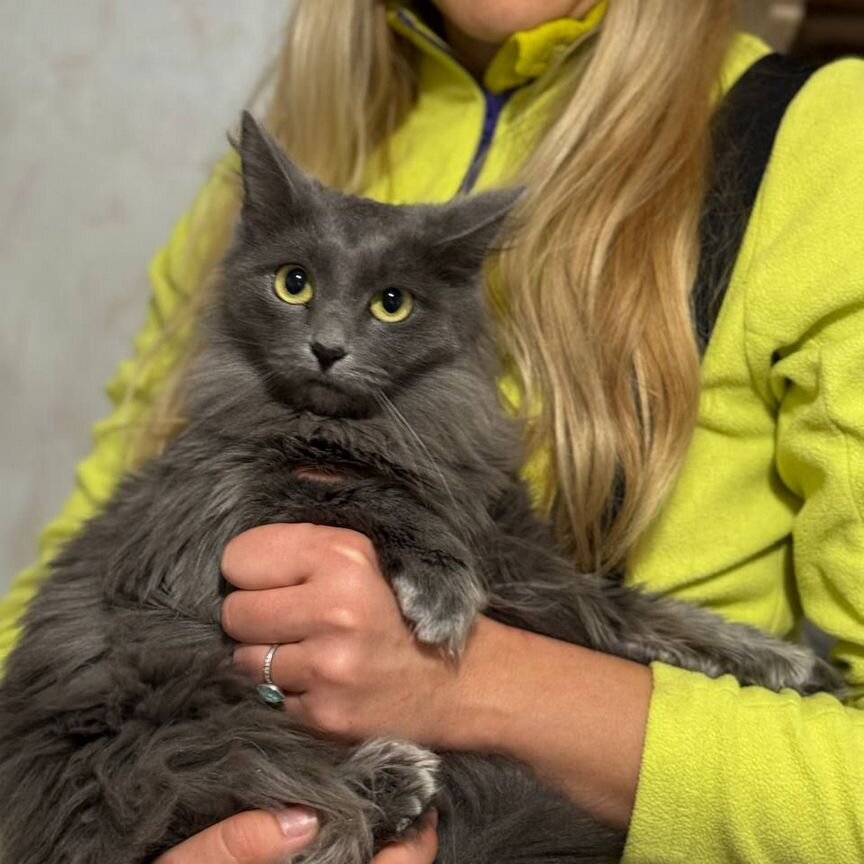 Молодая кошка Нибелунг серого окраса в добрые руки