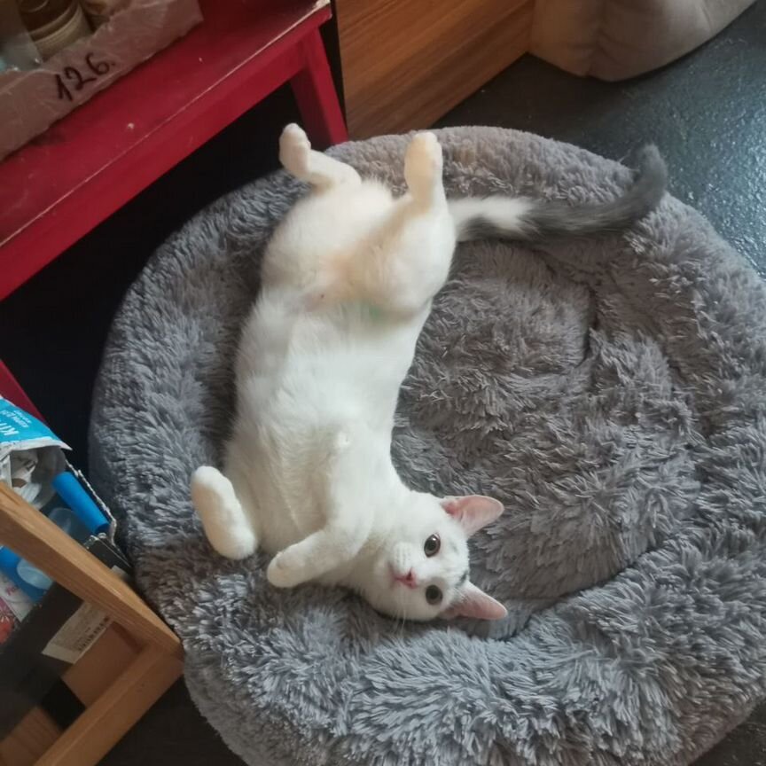Котенок акробат