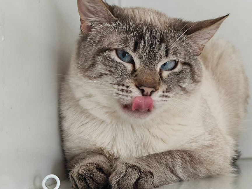 Котик