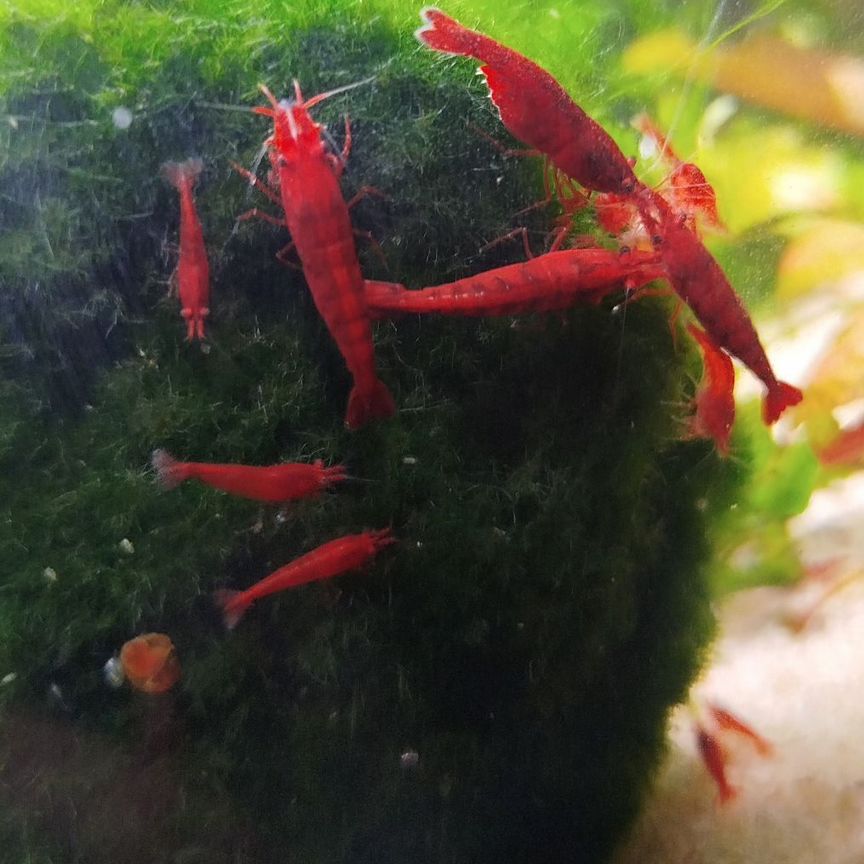 Аквариумные креветки