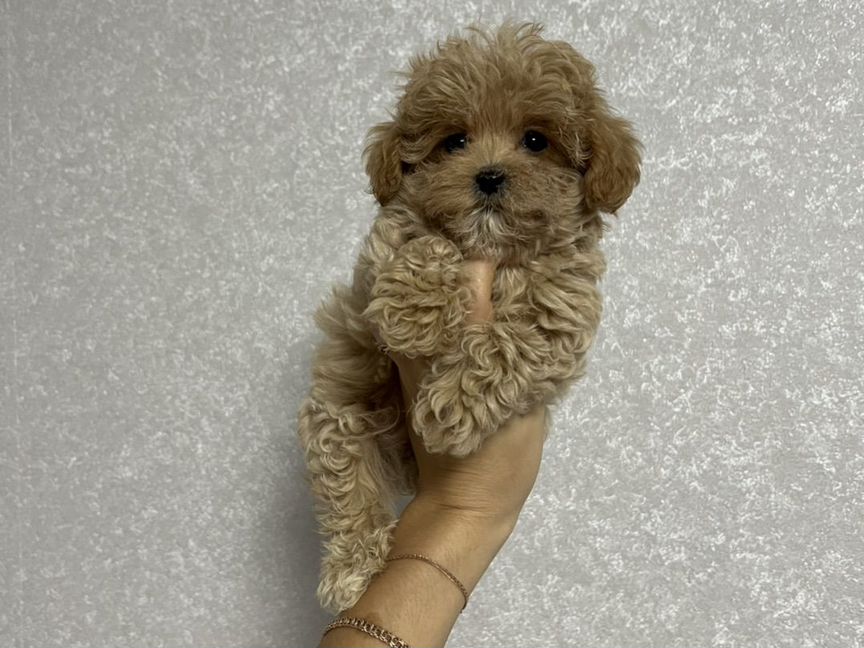 Мальтипу ф1 микро Корея мальчик карамель