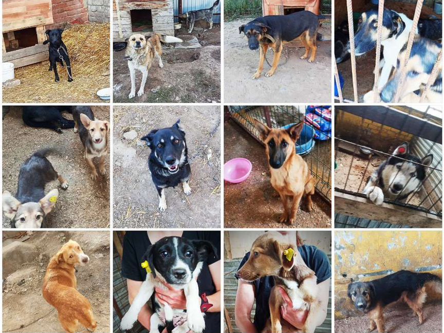 Щенки и взрослые собаки в добрые руки