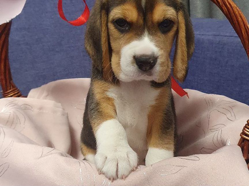 Бигль щенки