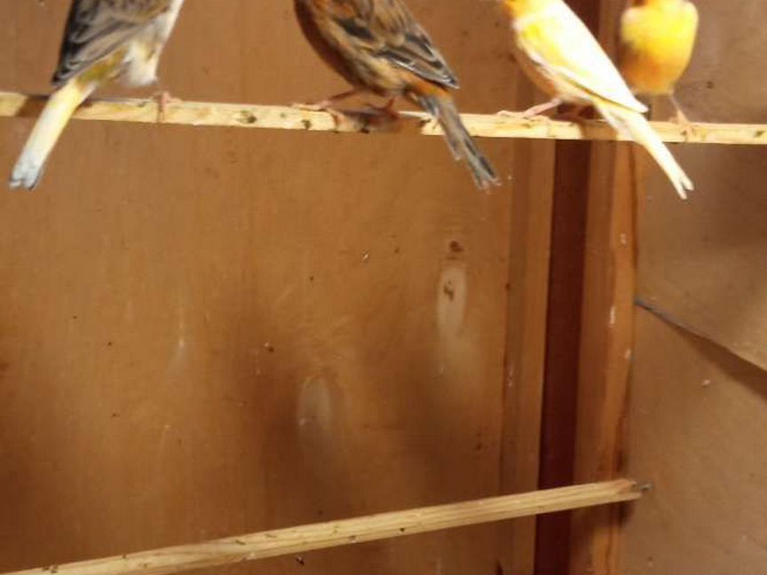 Кенара и канарейки