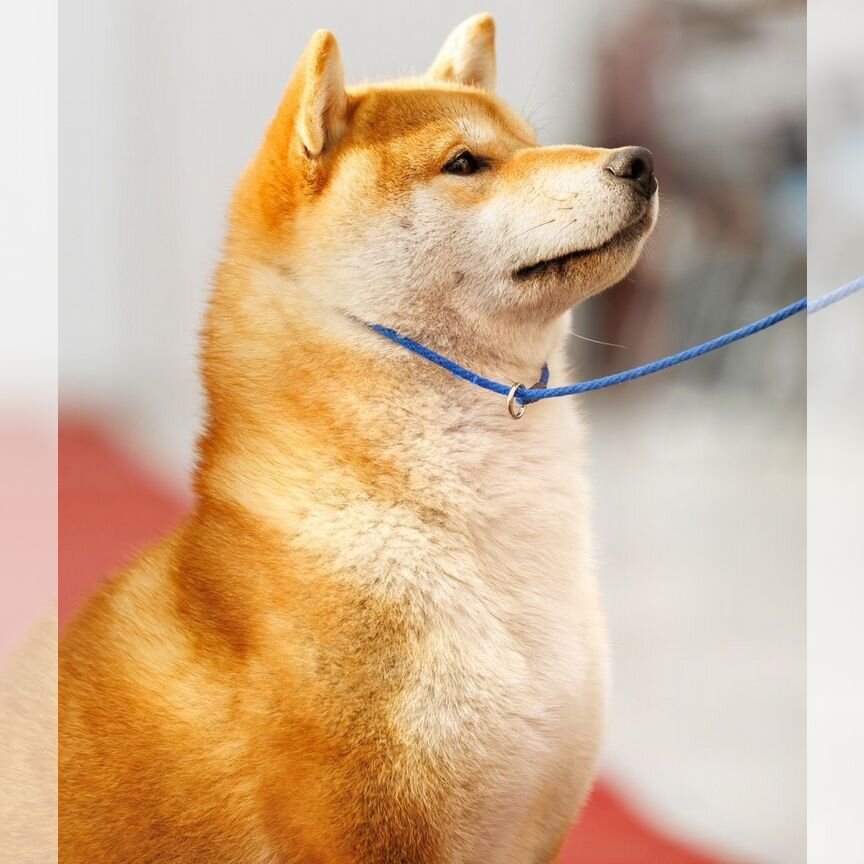 Сиба-ину, щенок