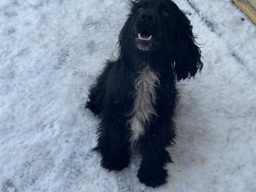 Кокер спаниель