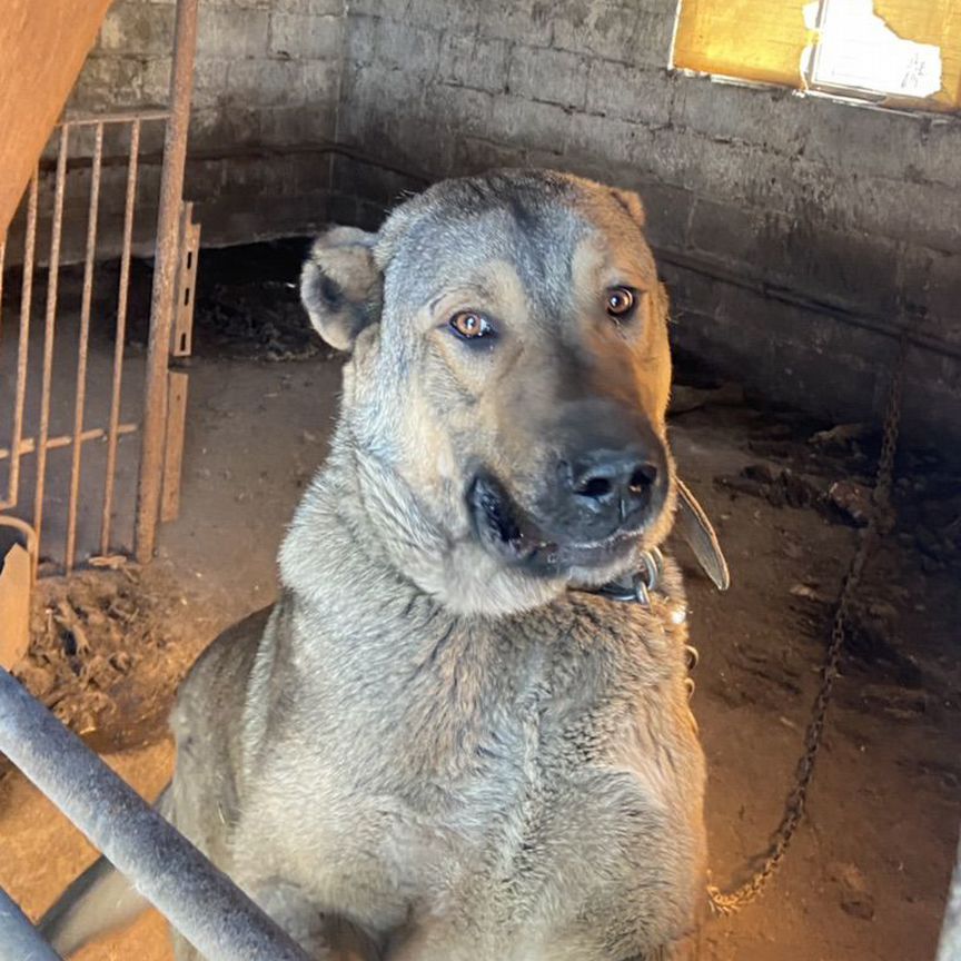 Среднеазиатская овчарка, взрослый пёс