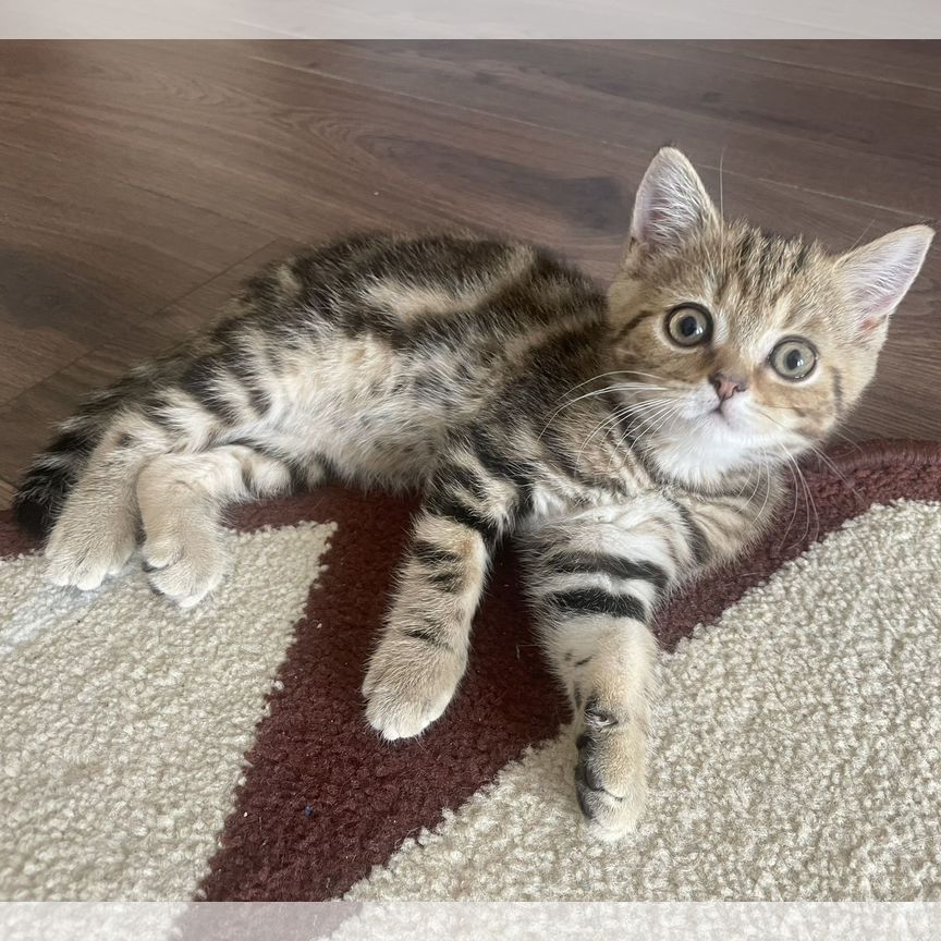 Шотландские котята